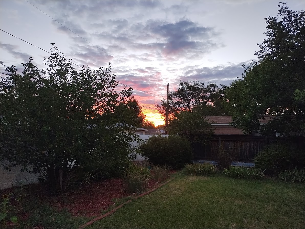 IMG_20240812_061519036 | Landscaping Services | Grand Junction | Maple Leaf